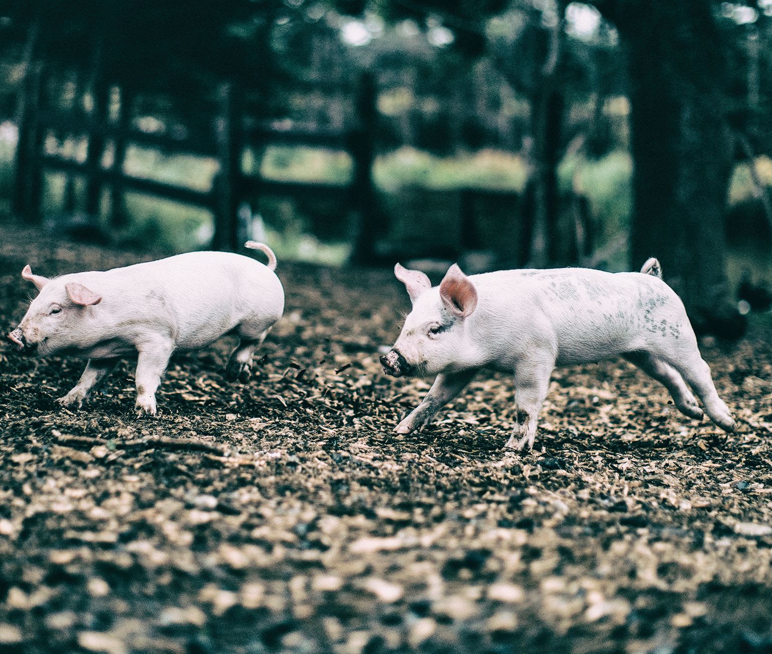 【PIGGS】RAWPIGを聴いた【コレを待ってた】 | yozoutsutsu